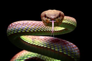 Rêver de serpent en Islam : quelle est l'interprétation spirituelle