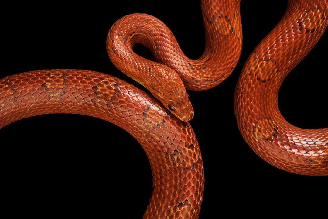 Rêver de serpent en Islam : quelle est l'interprétation spirituelle
