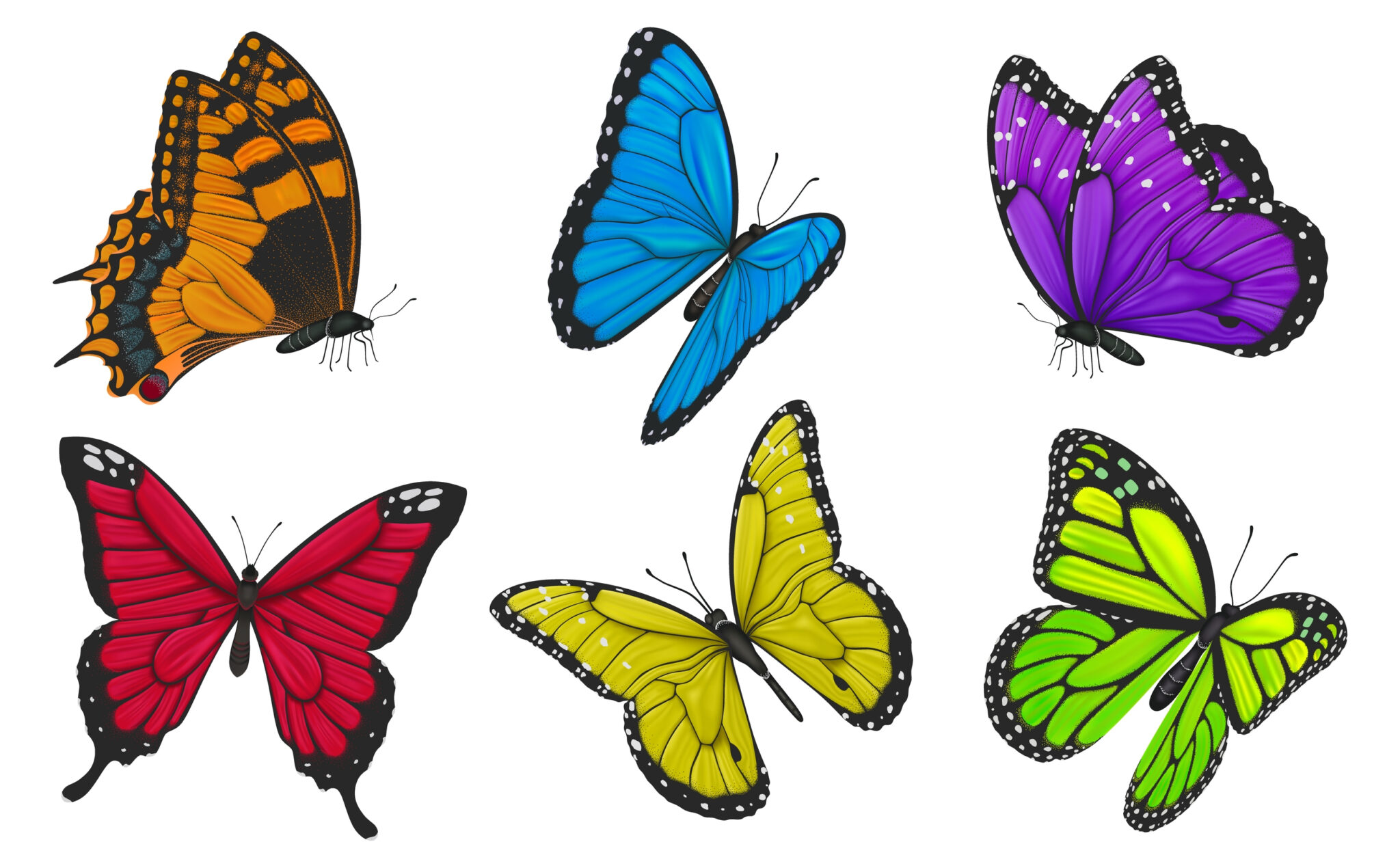 Quelle est la signification du papillon et de ses couleurs uniques