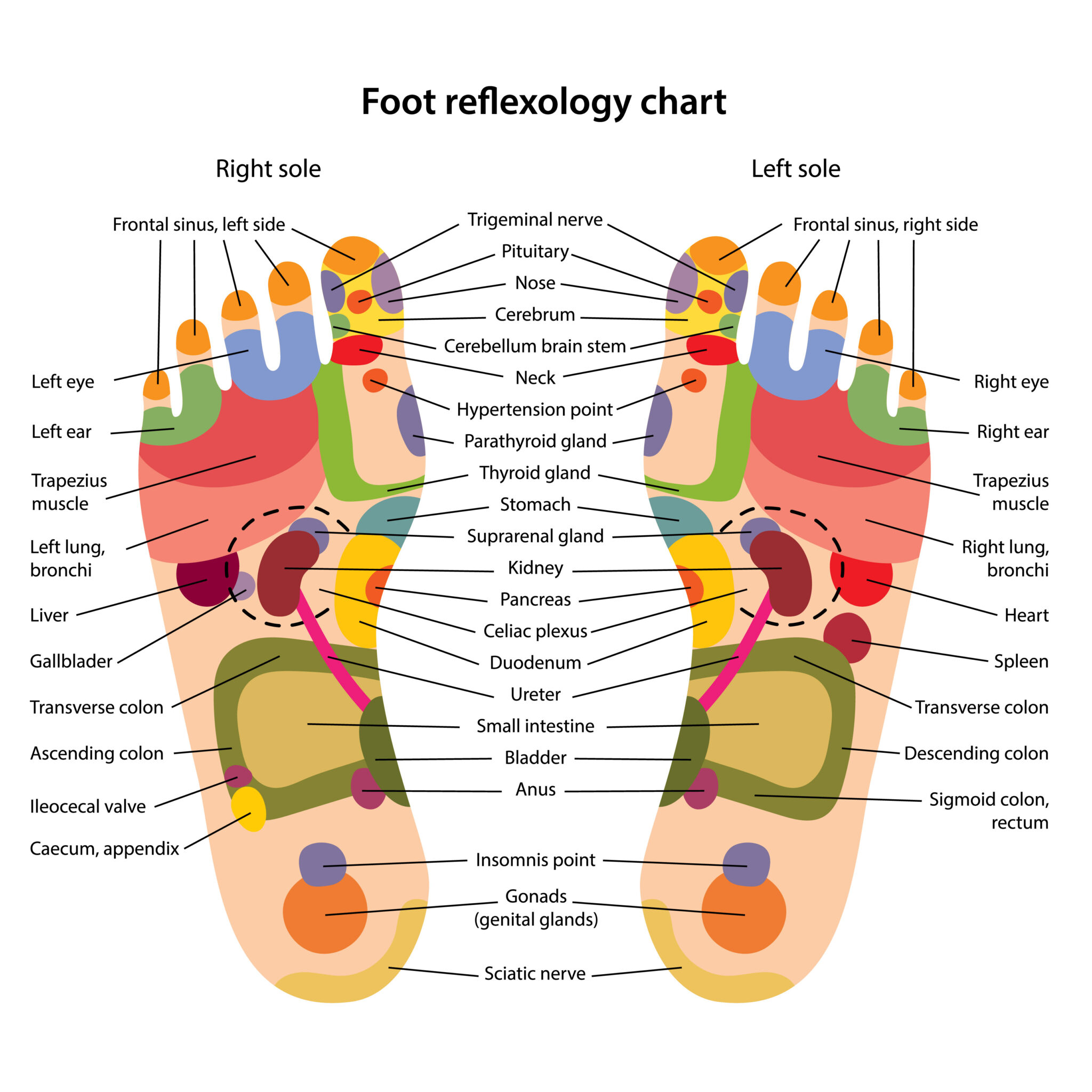 Carte de réflexologie plantaire : vous pouvez tout guérir grâce à vos pieds
