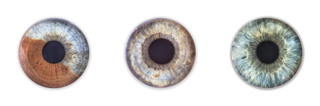 Couleur des yeux : origine et rareté des yeux bleu, verts, noisette, etc.