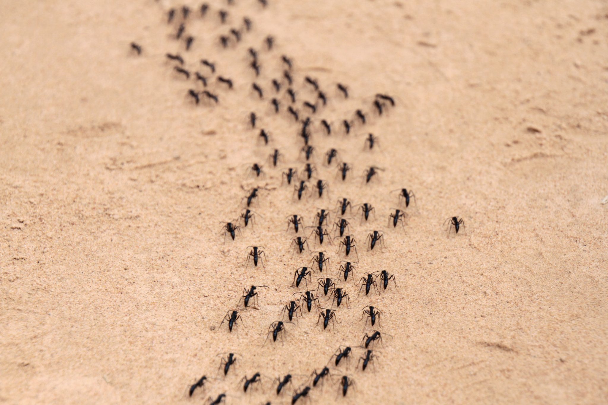 Quelle est la signification spirituelle des fourmis dans votre maison