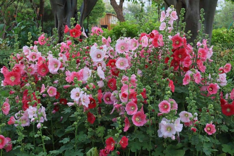 Sitemapcdatahttpsshopinf Inetcomdoit On Couper Les Roses Tremieres