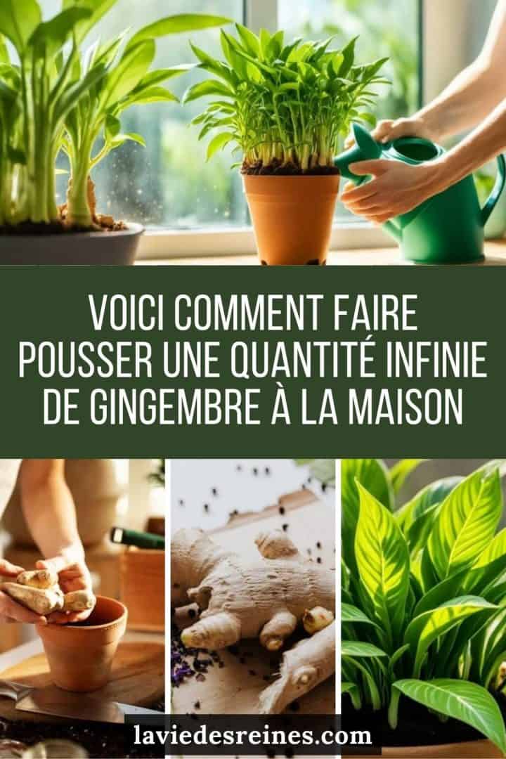 Arrête d'acheter du gingembre. Voici comment faire pousser une quantité infinie de gingembre à ...
