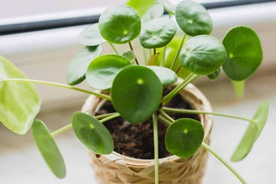 10 Plantes pour apporter de l'énergie positive et de la chance dans ta ...
