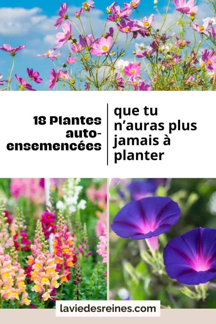 18 Plantes auto-ensemencées que tu n'auras plus jamais à planter
