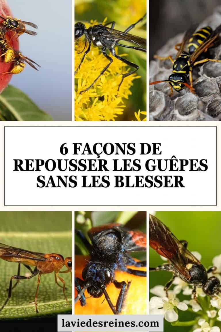6 Façons de repousser les guêpes sans les blesser (et pourquoi elles ...