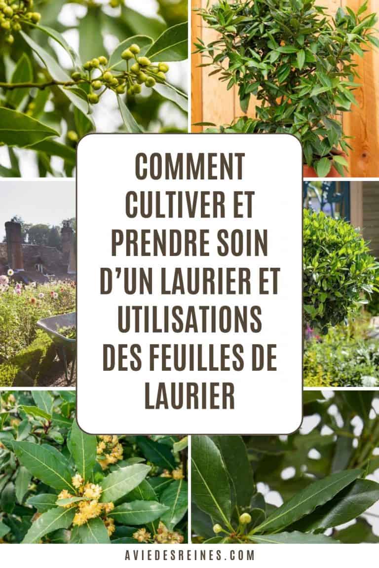 Comment cultiver et prendre soin d'un laurier et utilisations des ...