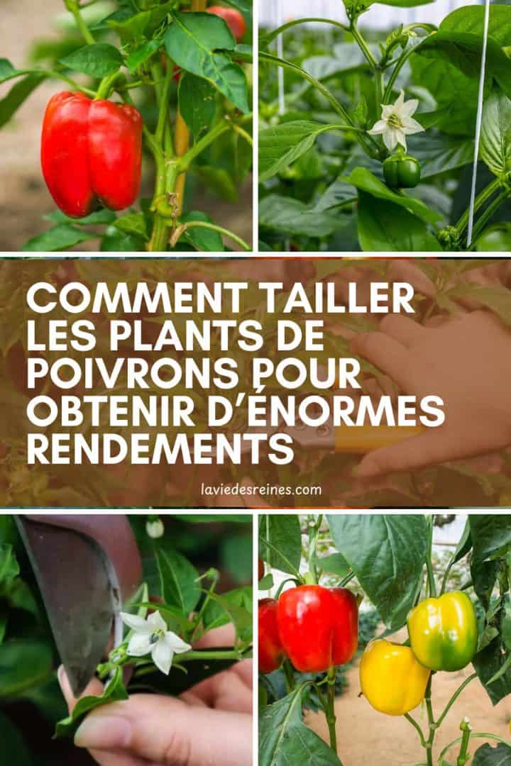 Comment tailler les plants de poivrons pour obtenir d'énormes rendements