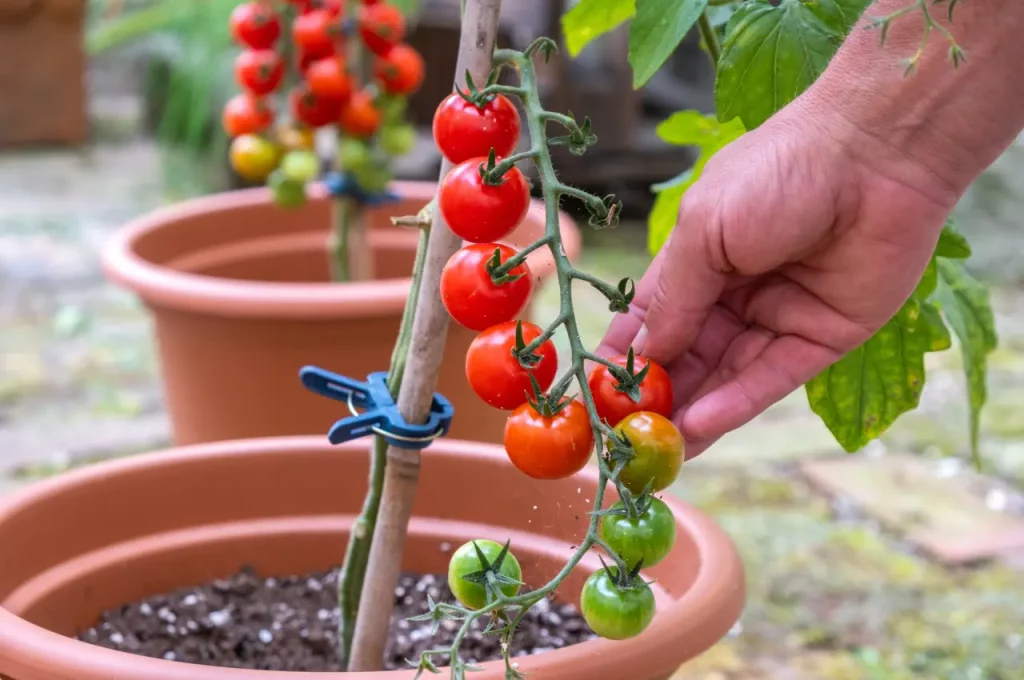 Comment Cultiver Rapidement Des Tomates Pour Une R colte Abondante La Comment Cultiver Rapidement Des Tomates Pour Une R colte Abondante La