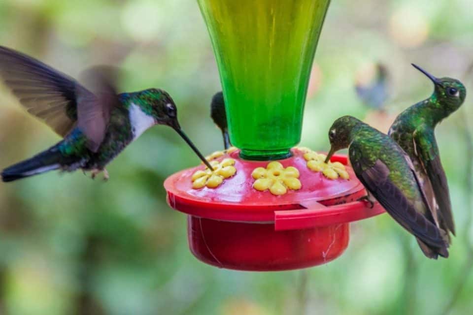 Comment préparer la nourriture parfaite pour les colibris