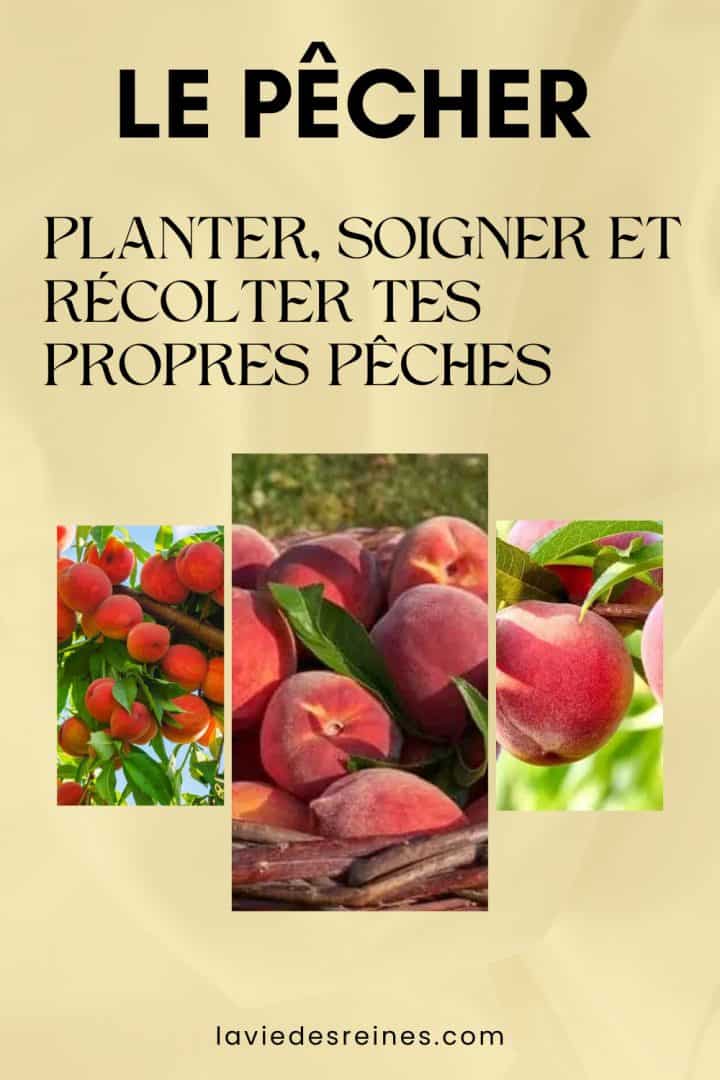 Le pêcher : Planter, soigner et récolter tes propres pêches