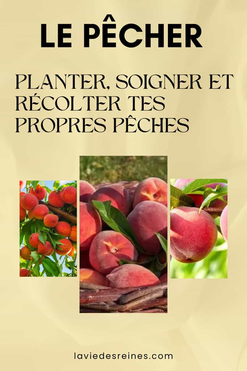 Le pêcher : Planter, soigner et récolter tes propres pêches