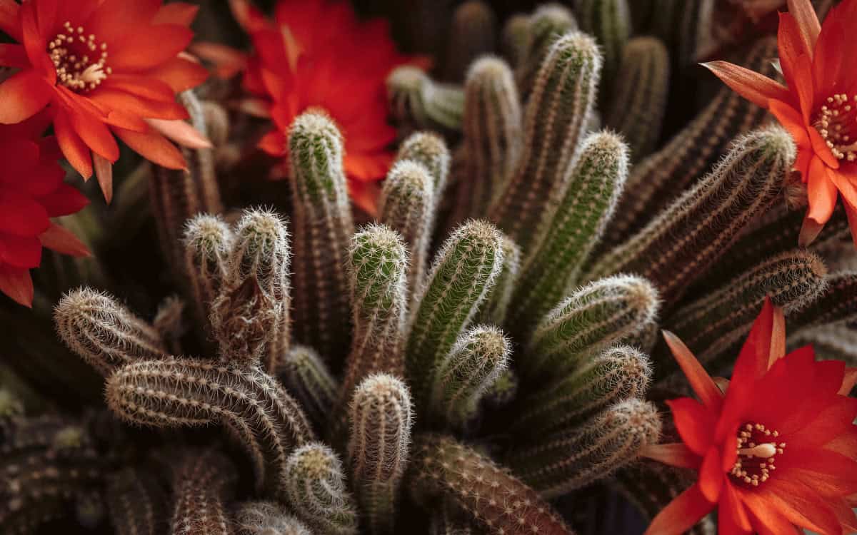 Guide de soins et entretien du cactus cacahuète