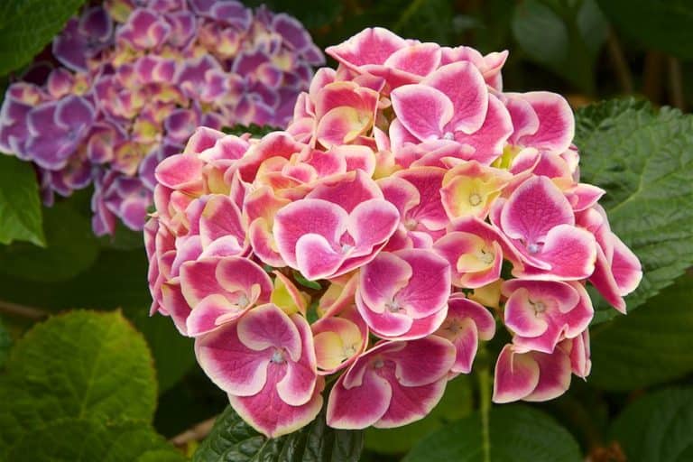 25 Plantes vivaces qui aiment l'ombre pour égayer les endroits ombragés