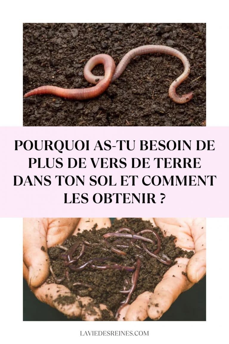 Pourquoi as-tu besoin de plus de vers de terre dans ton sol et comment ...