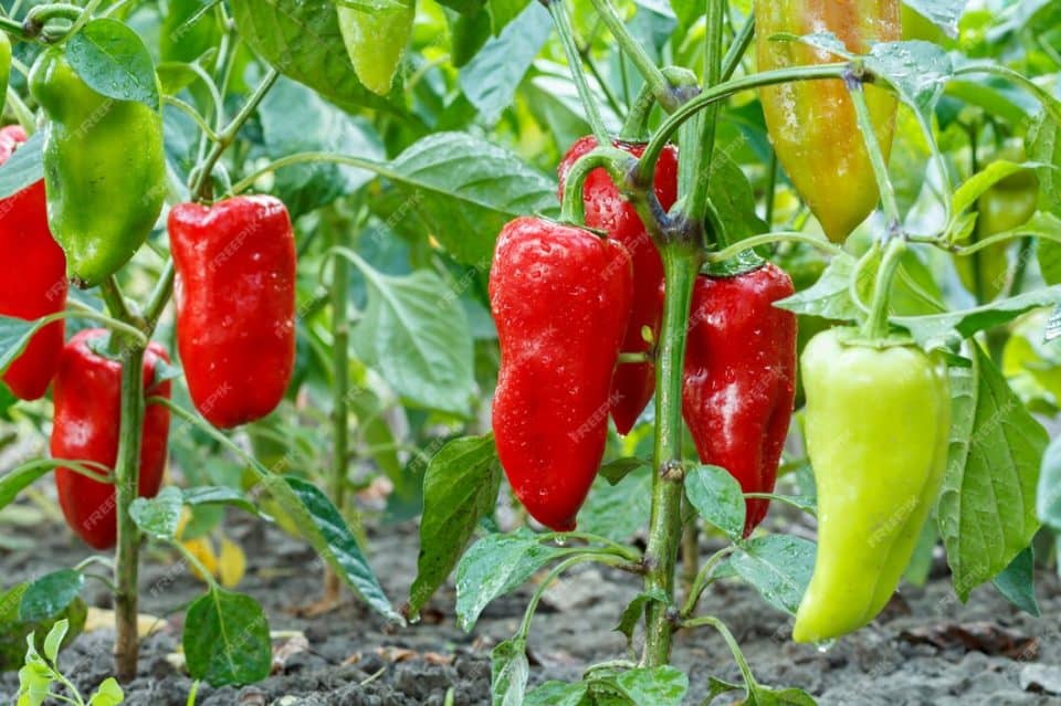 Plante les poivrons en profondeur pour des plantes plus fortes et des ...