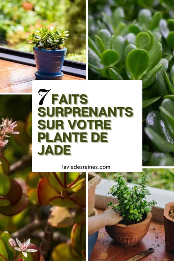 7 Faits surprenants sur votre plante de jade