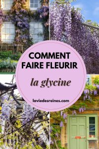 Comment faire fleurir la glycine