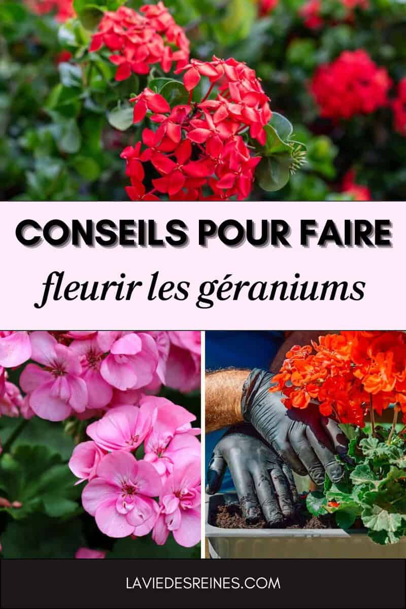 Conseils pour faire fleurir les géraniums