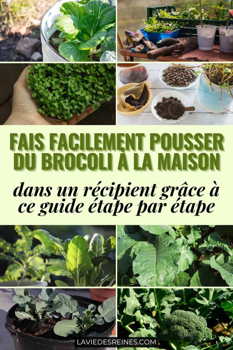 Fais facilement pousser du brocoli à la maison dans un récipient grâce à ce guide étape par étape