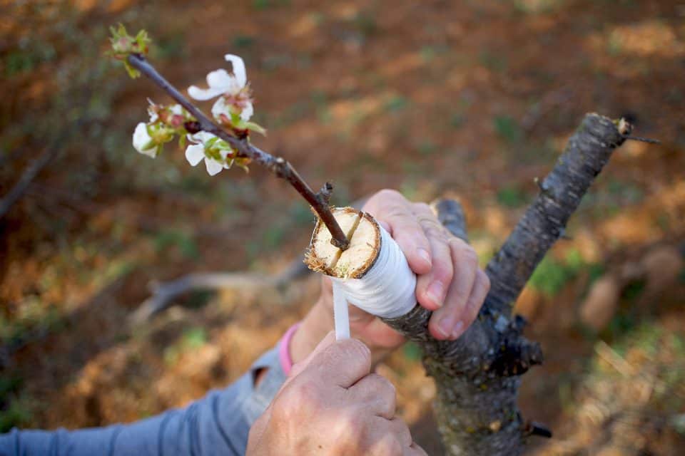Guide pour un greffage correct et efficace des arbres