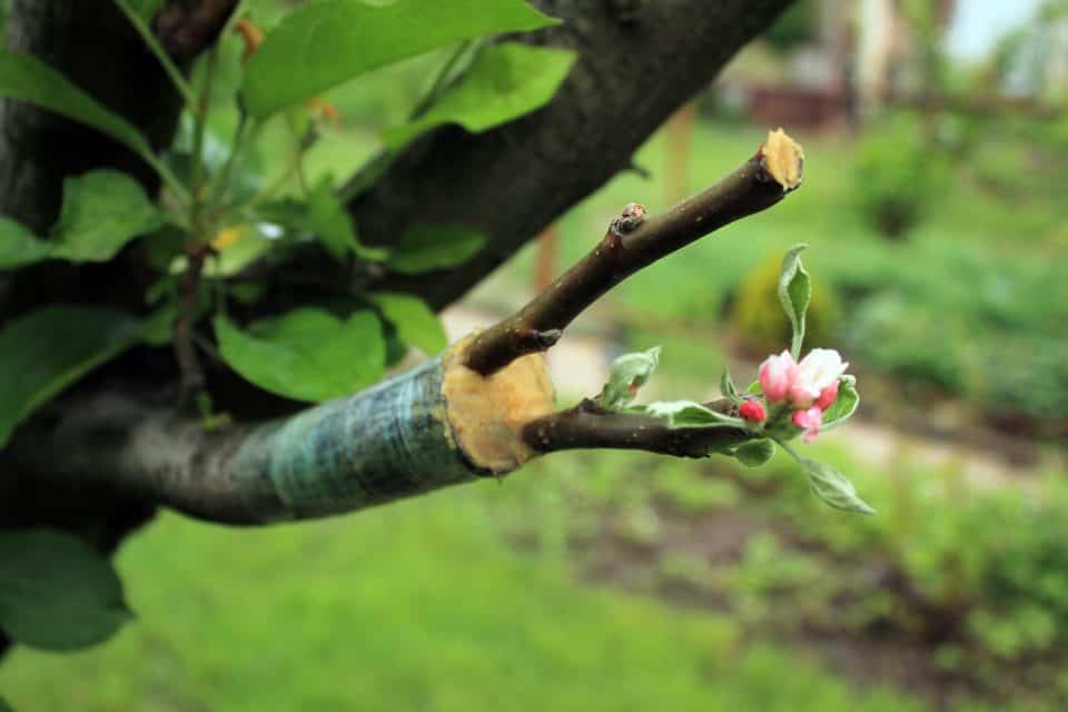 Guide pour un greffage correct et efficace des arbres