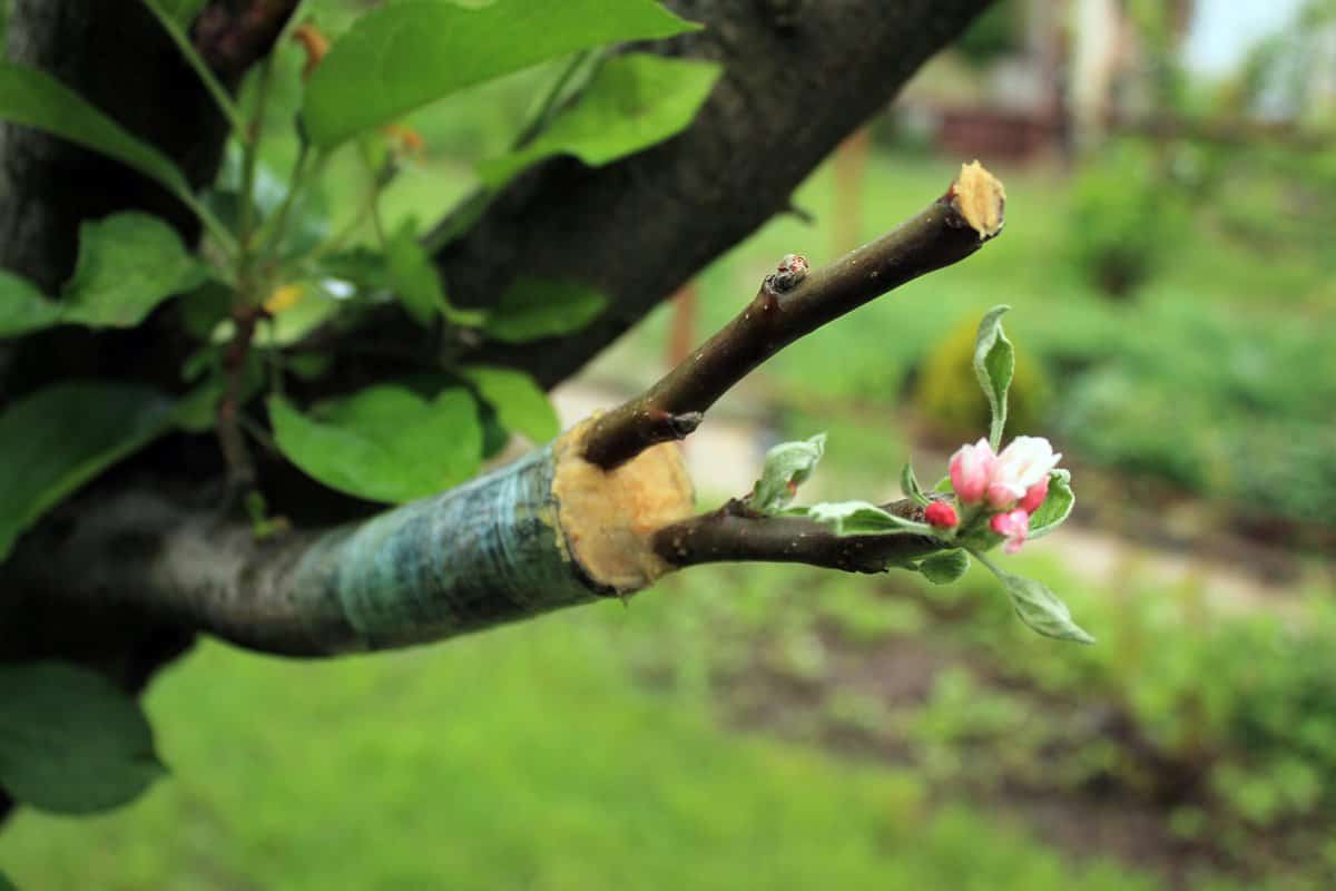 Guide pour un greffage correct et efficace des arbres