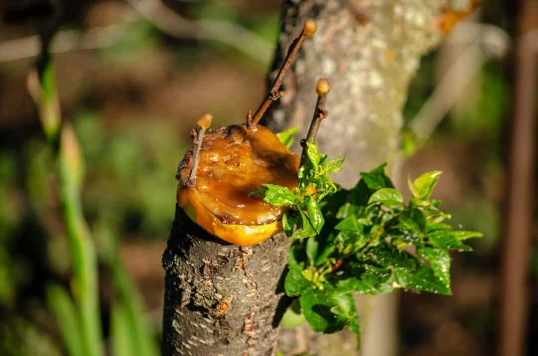 Guide pour un greffage correct et efficace des arbres