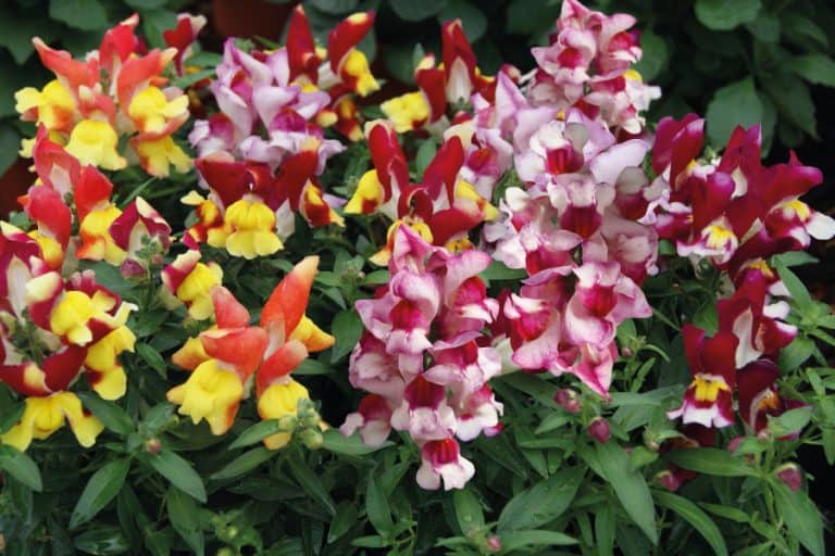 Cultiver des mufliers : Conseils pour une floraison estivale continue