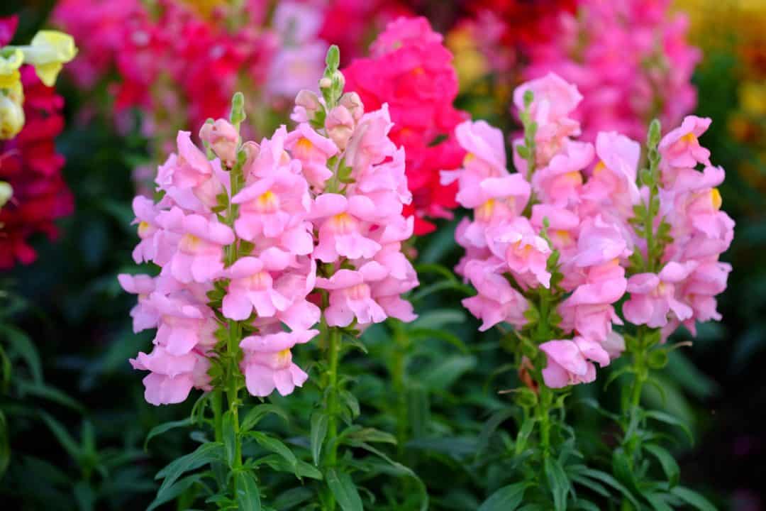 Cultiver des mufliers : Conseils pour une floraison estivale continue