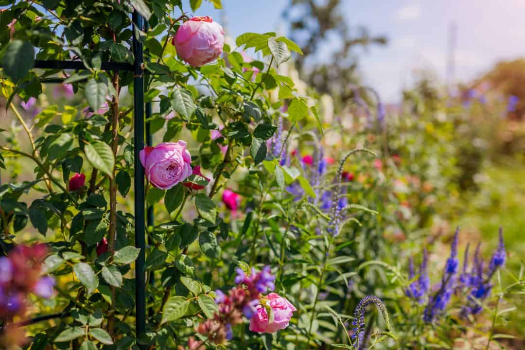 7 Idées magnifiques pour les rosiers grimpants sur les treillis