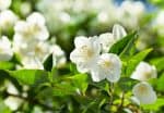 Conseils pour faire fleurir le jasmin à l'intérieur