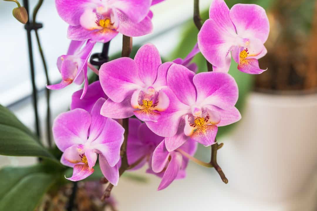 Comment prendre soin des orchidées (Guide pour les débutants)