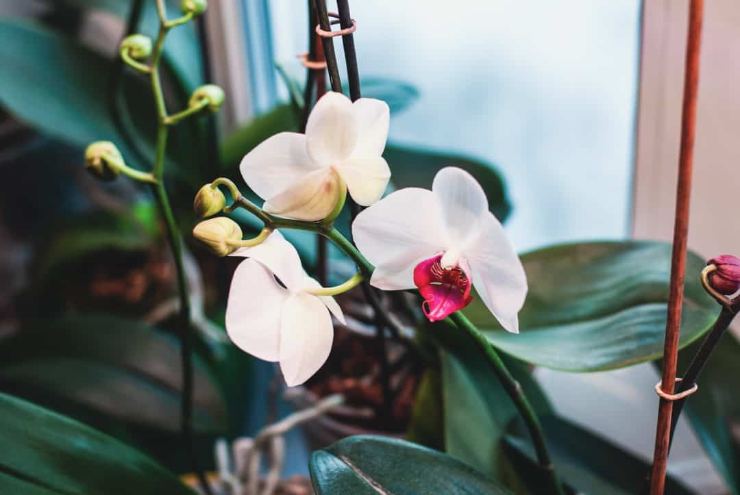 Comment prendre soin des orchidées (Guide pour les débutants)