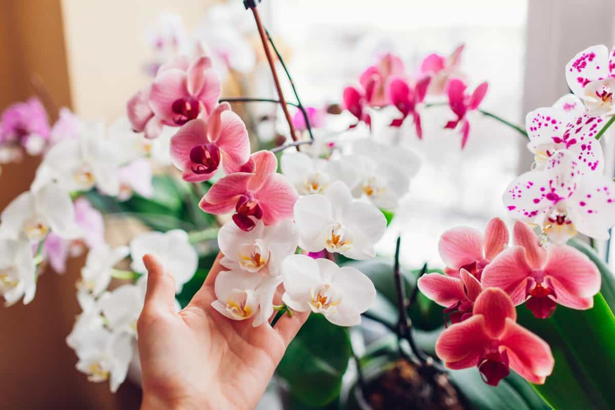 Comment prendre soin des orchidées (Guide pour les débutants)