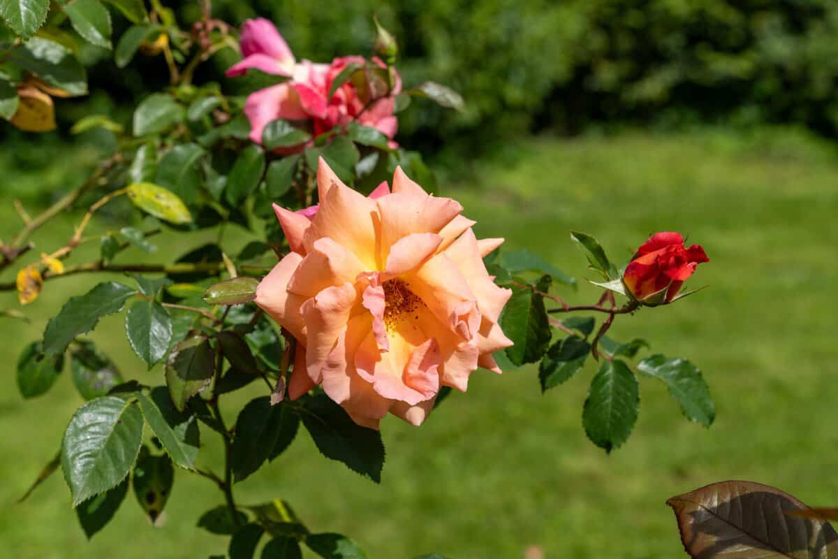 Guide pas à pas pour greffer un rosier aux couleurs variées