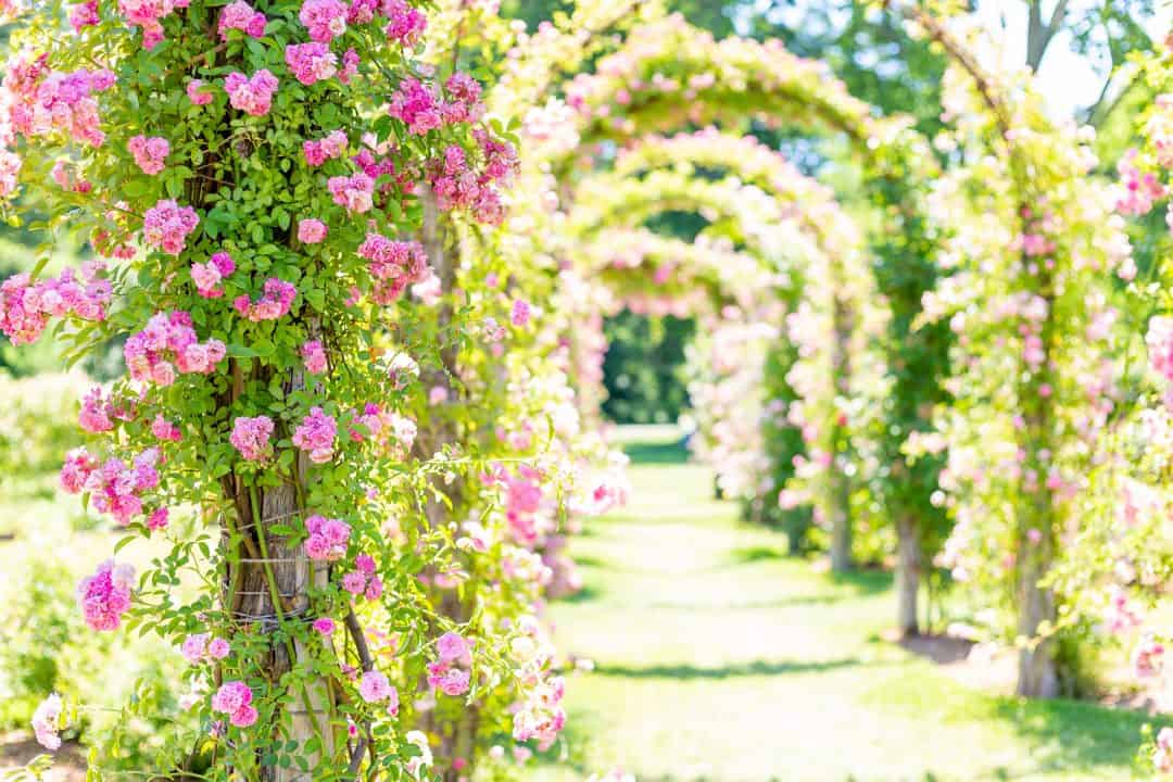 8 Idées étonnantes d'arches de fleurs pour ton jardin