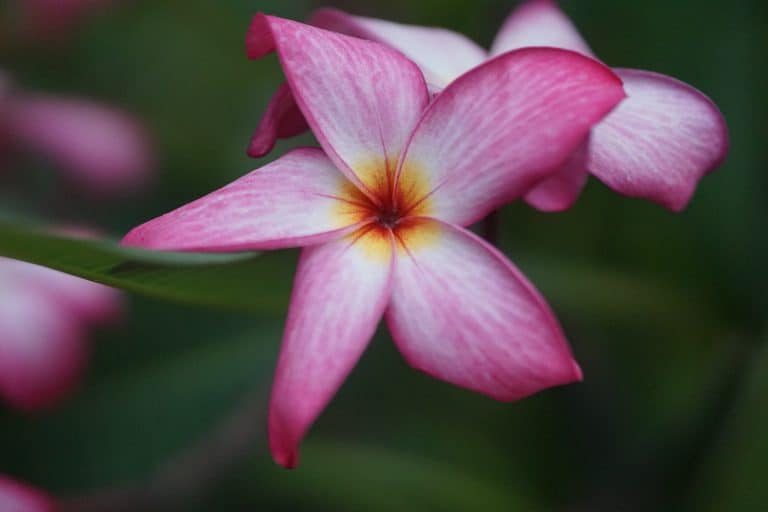 30 Fleurs tropicales magnifiques (Photos)