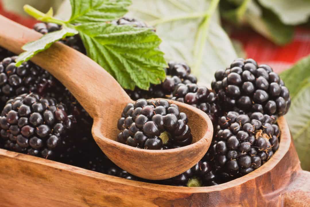 Comment cultiver des mûres en pots à la maison