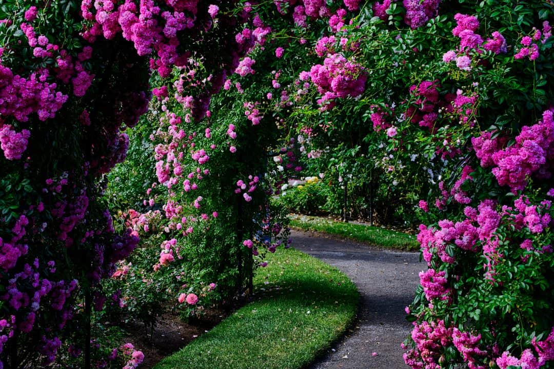 8 Idées étonnantes d'arches de fleurs pour ton jardin