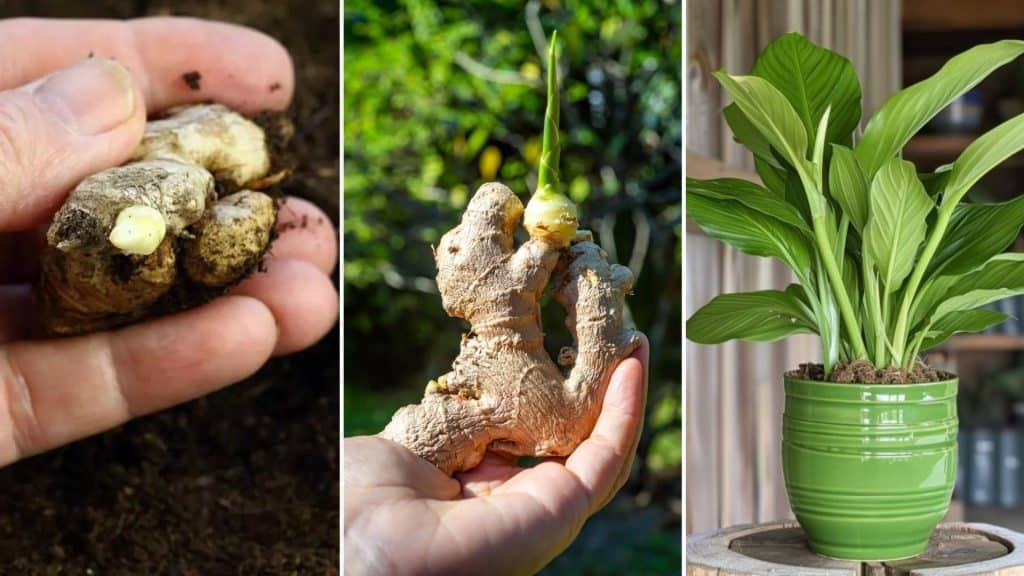 Conseils pour la culture du gingembre : votre guide pour cultiver une réserve inépuisable à la ...