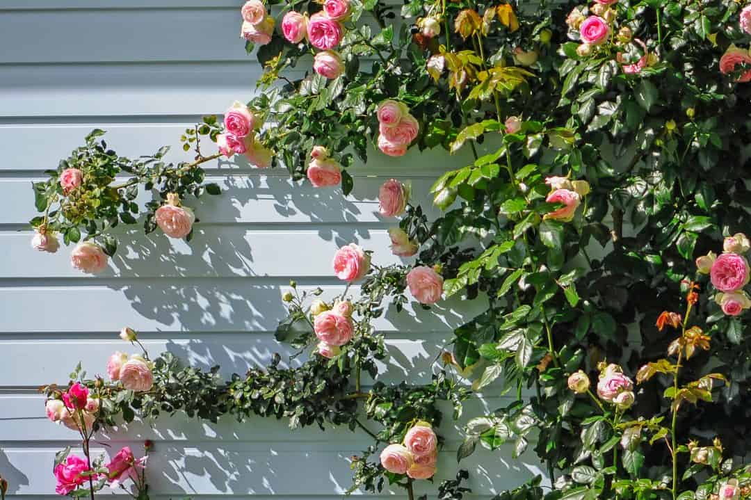 7 Idées magnifiques pour les rosiers grimpants sur les treillis