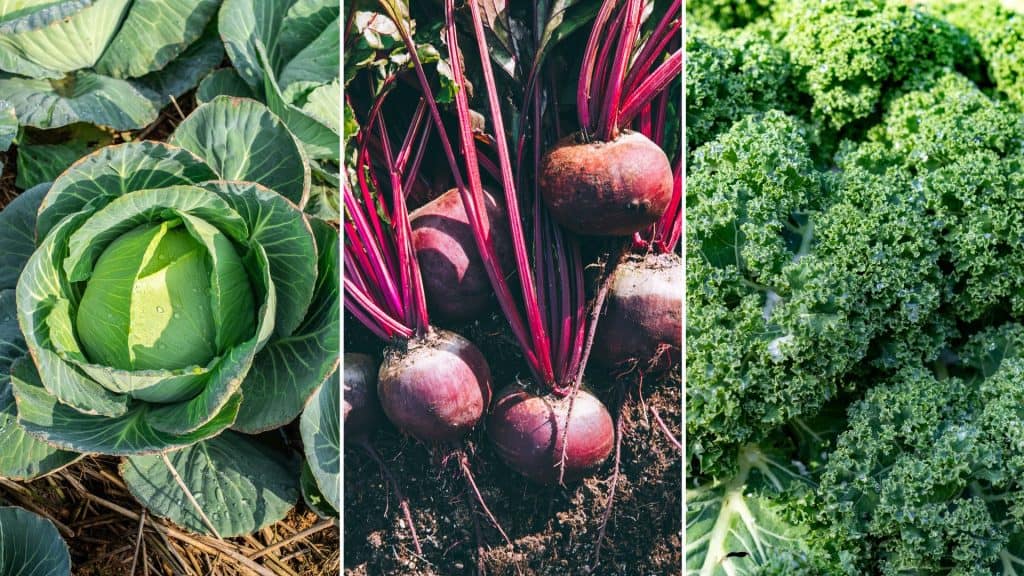 20 Légumes résistants au froid à cultiver dans votre jardin pendant l'hiver