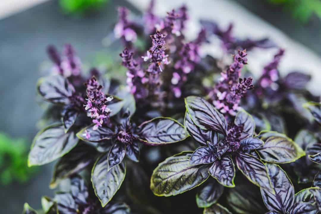 Ne jetez pas vos fleurs de basilic : Voici 8 façons créatives de les ...