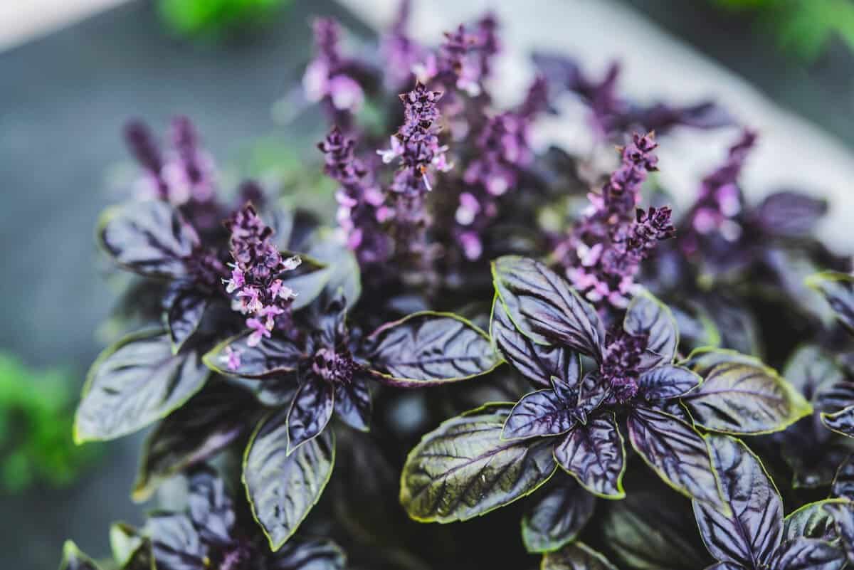 Ne jetez pas vos fleurs de basilic : Voici 8 façons créatives de les ...