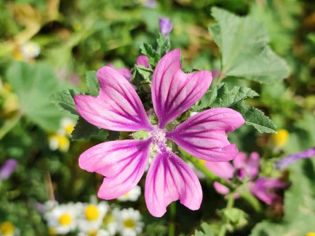 Étude des avantages sanitaires et médicinaux de la mauve commune