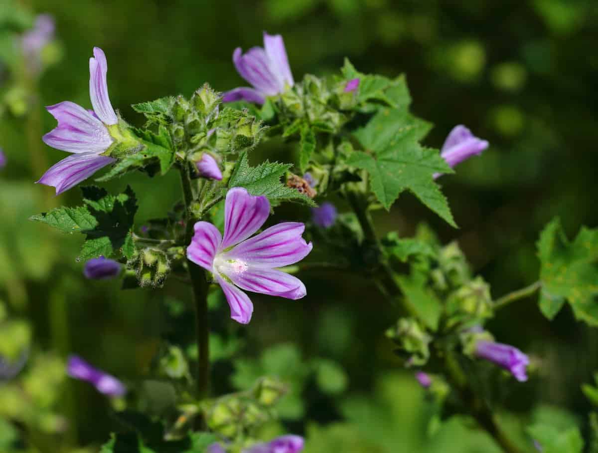 Étude des avantages sanitaires et médicinaux de la mauve commune