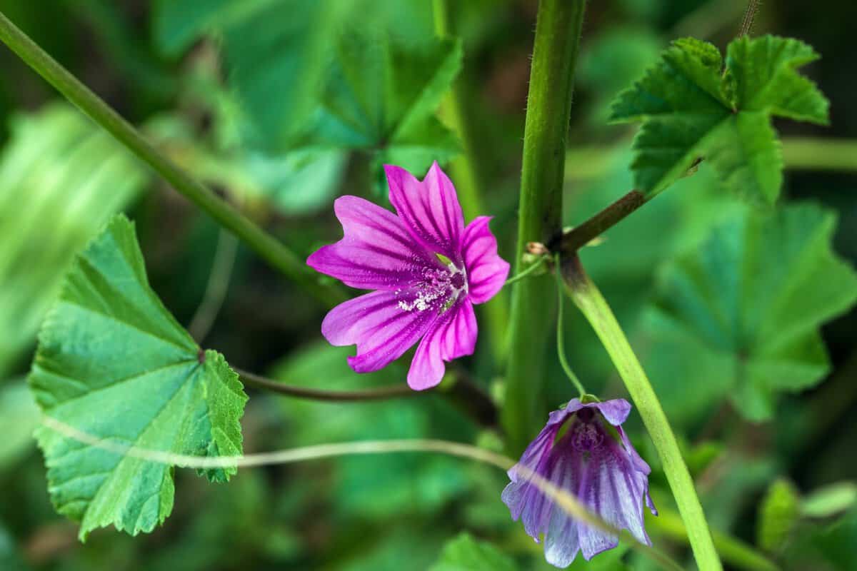 Étude des avantages sanitaires et médicinaux de la mauve commune