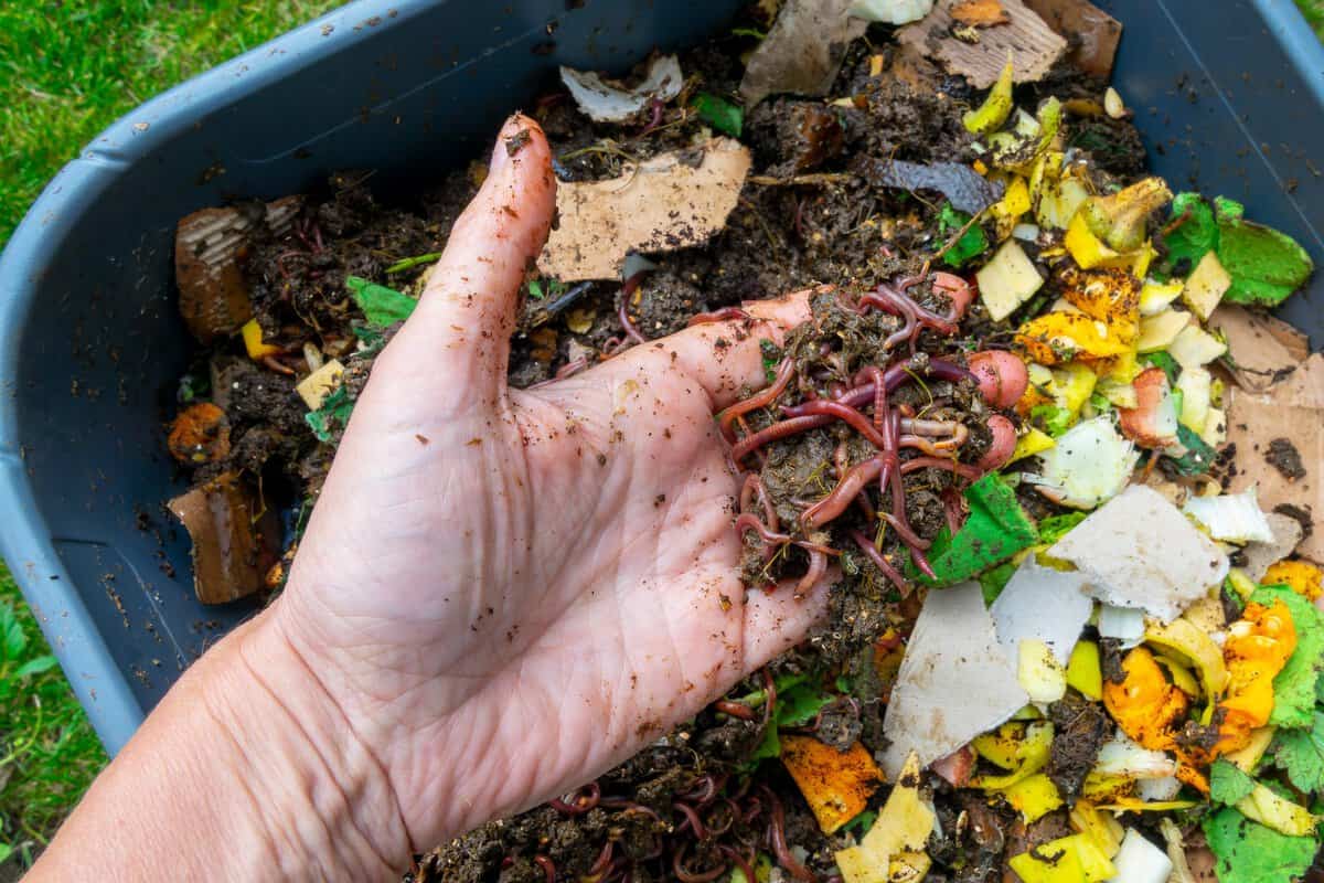 Le manuel complet du compostage : Transformer les déchets en trésors de ...